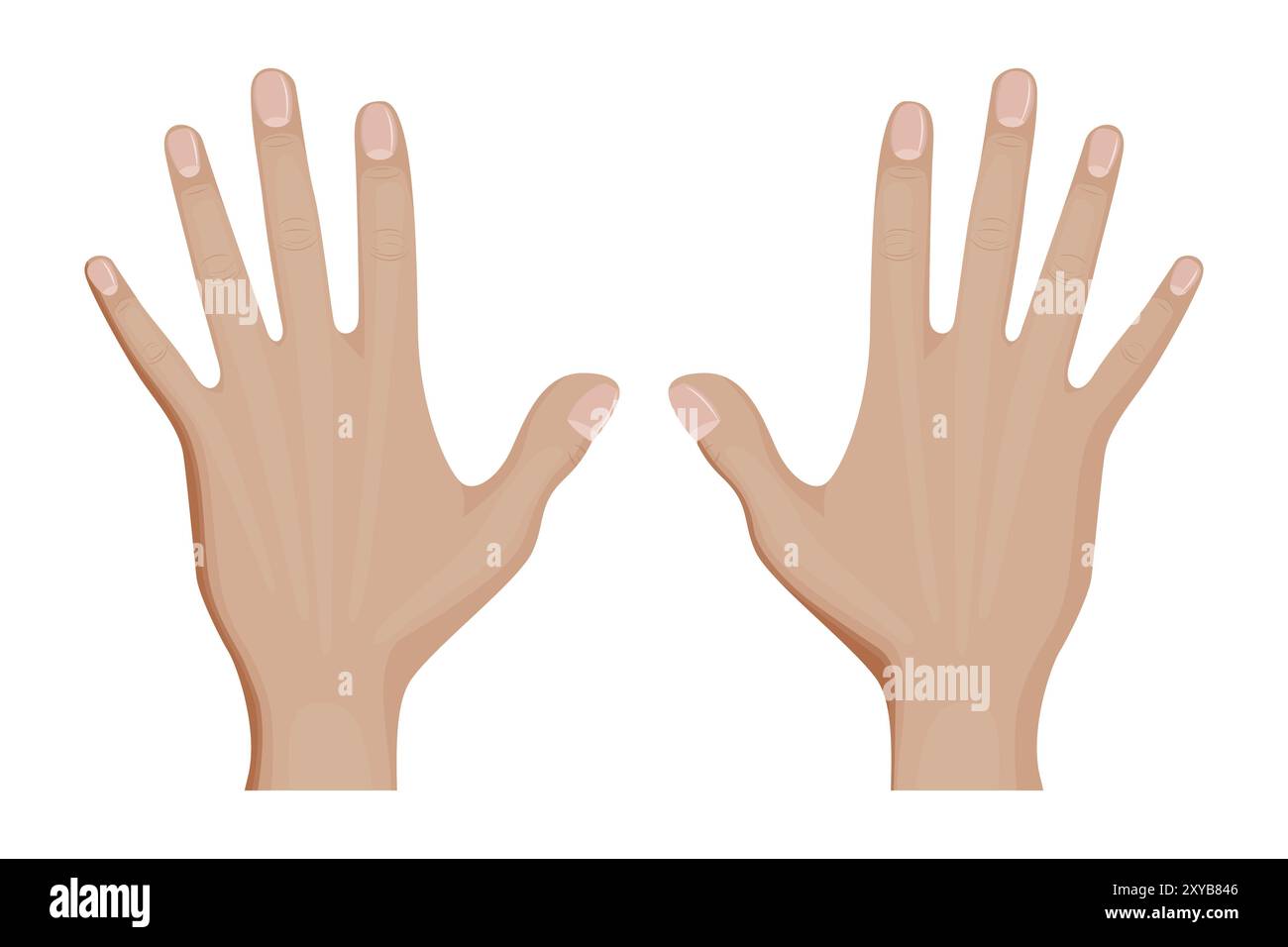 Human body front back drawing vector hi-res stock photography and ...