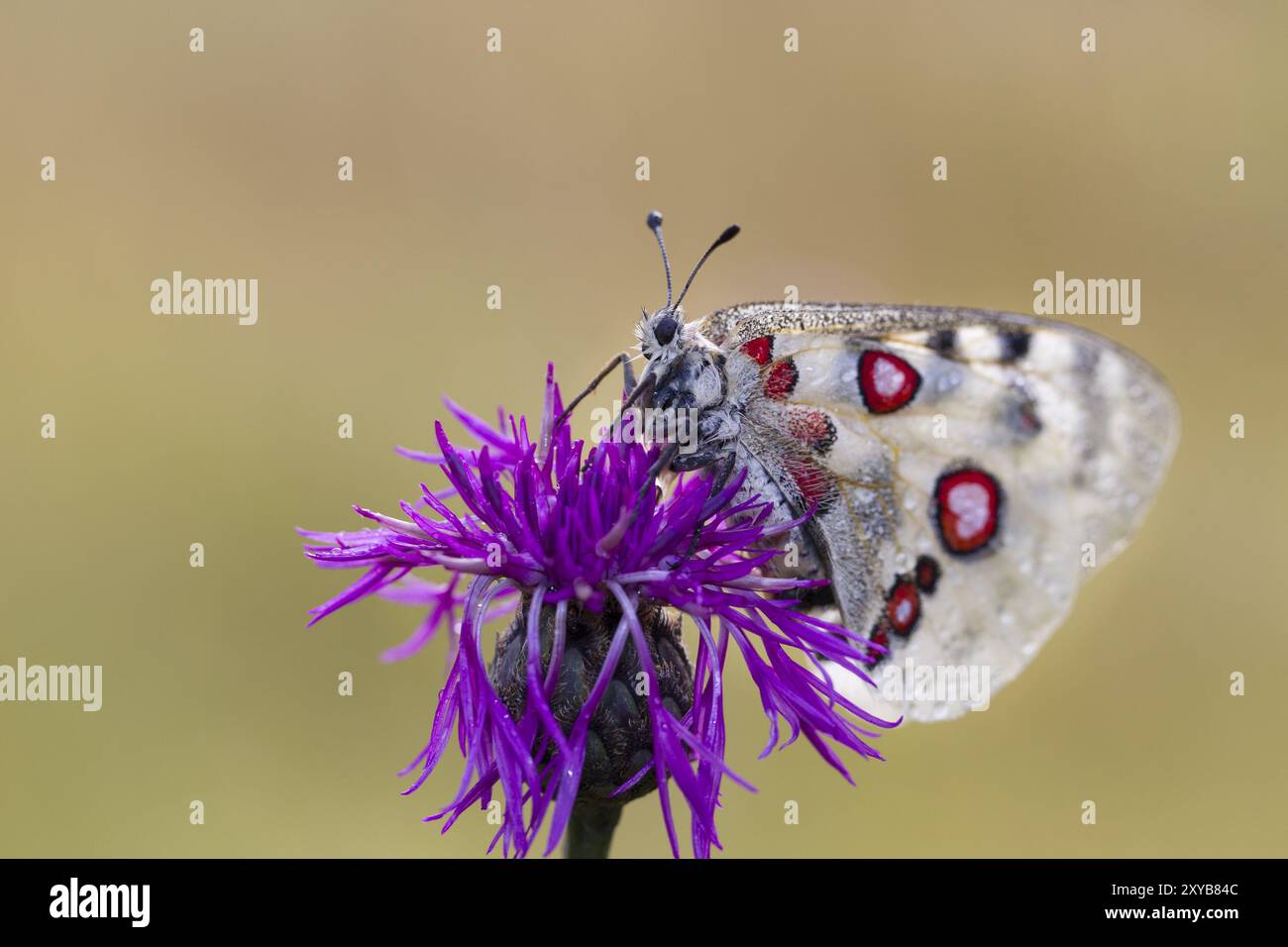 Apollo butterfly, Parnassius apollo, mountain Apollo Stock Photo - Alamy