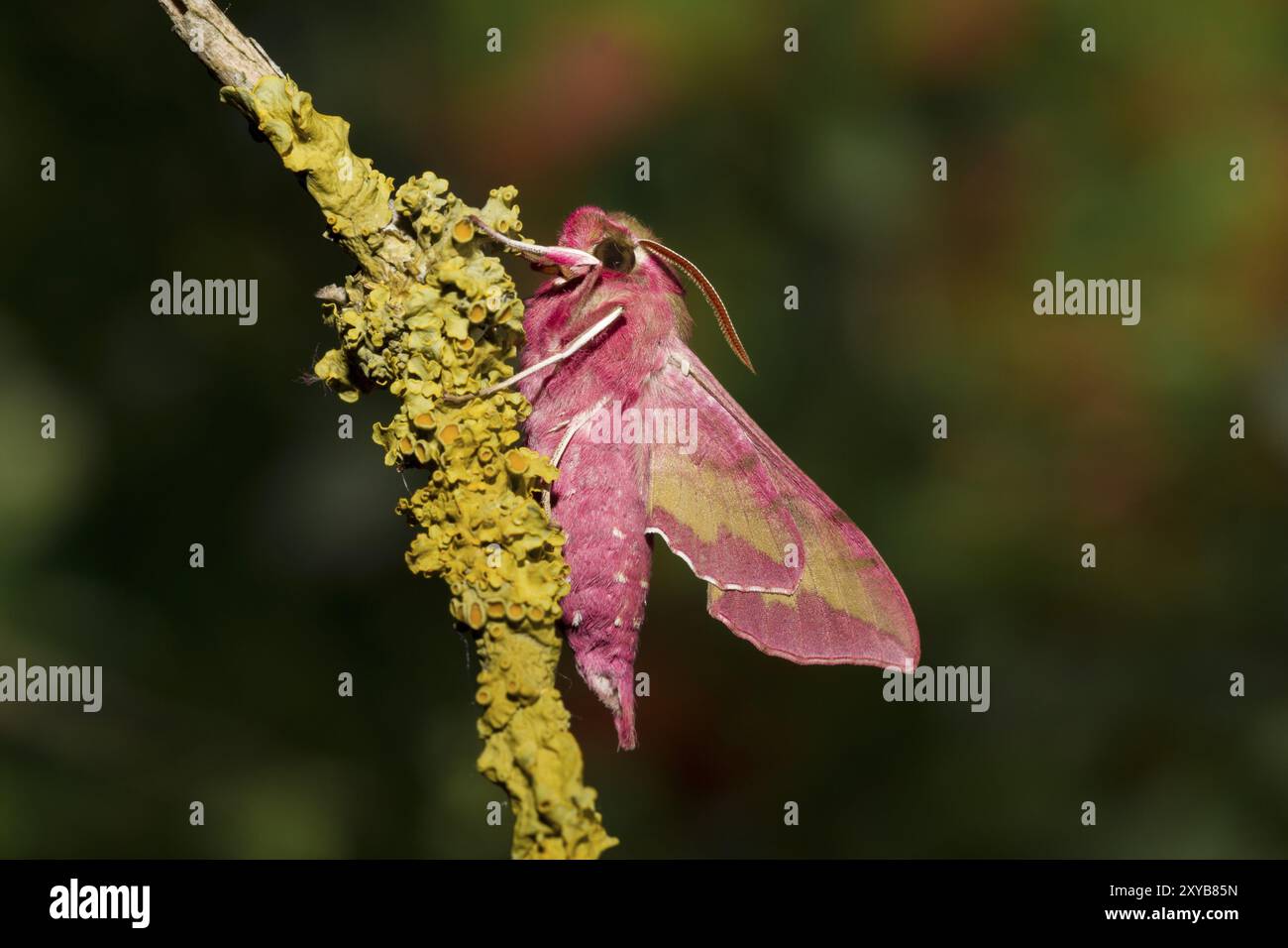Small elephant hawk-moth Deilephila porcellus, small elephant hawk-moth ...