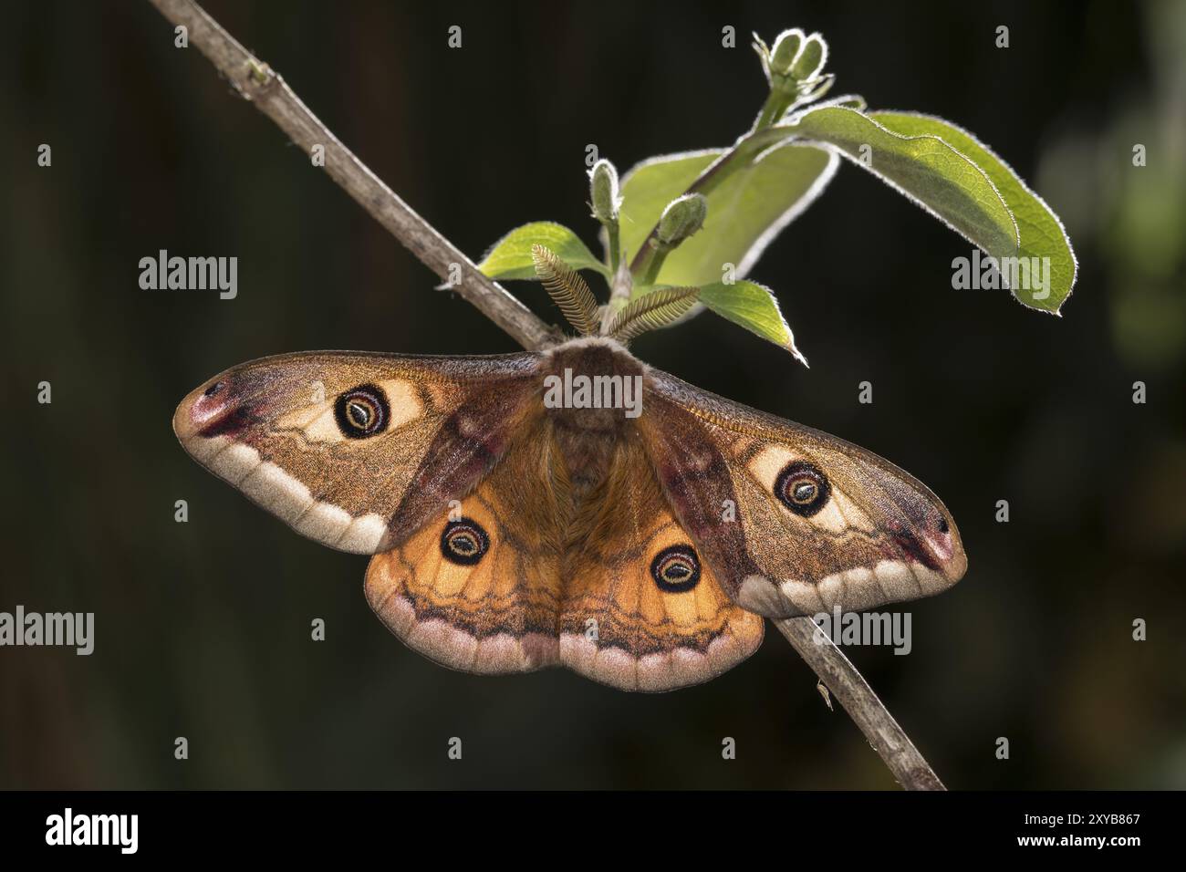 Small emperor moth, male, Saturnia pavonia, small emperor moth, male ...