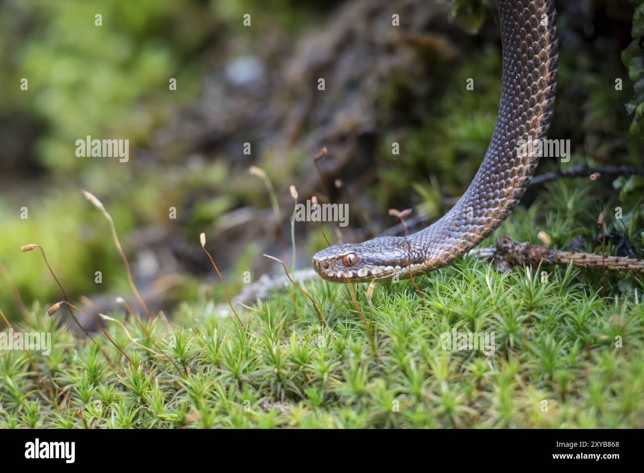 Adder, Vipera berus, common European adder Stock Photo - Alamy