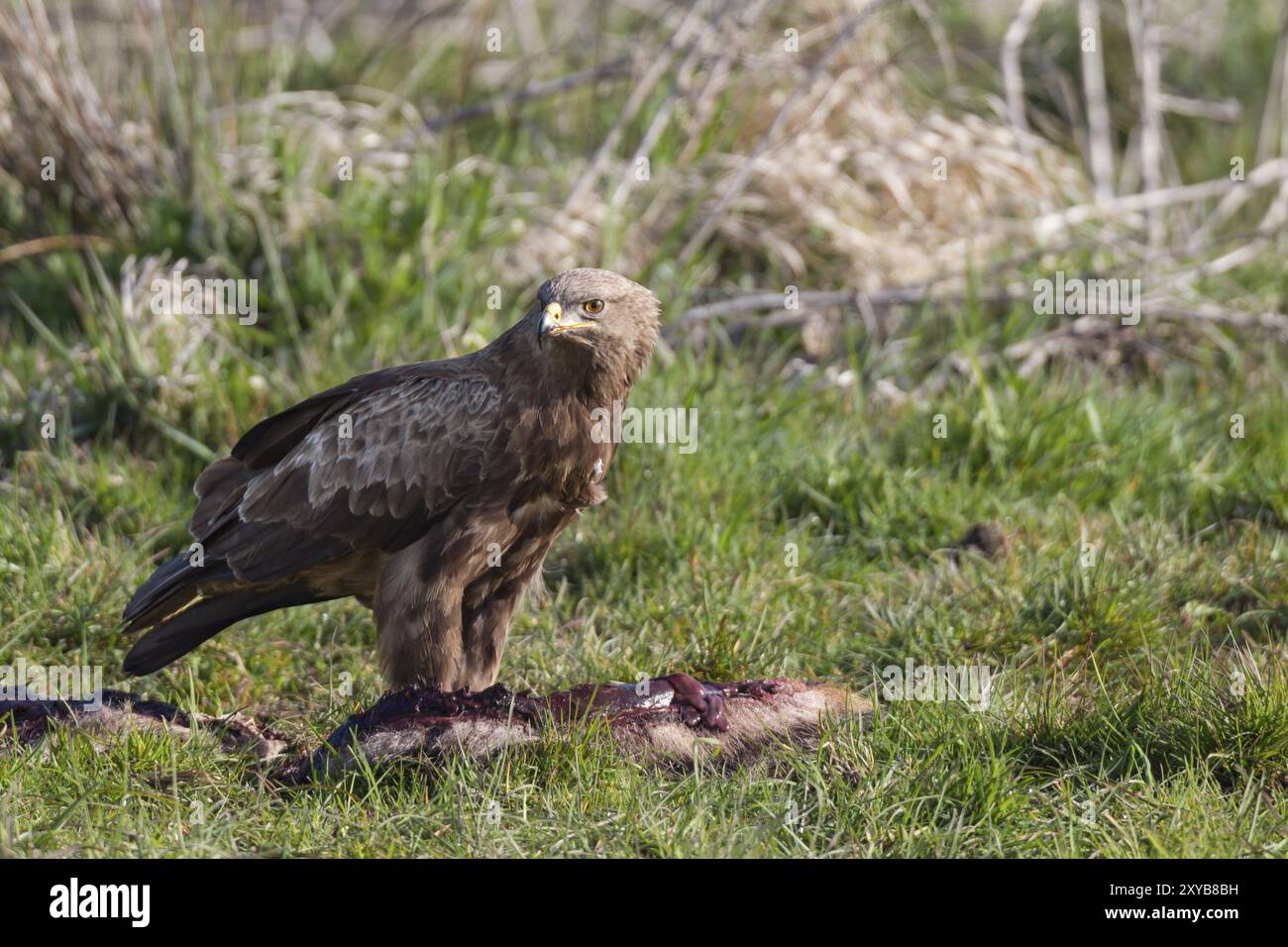 Lesser spotted eagle, Aquila pomarina, lesser spotted eagle Stock Photo ...