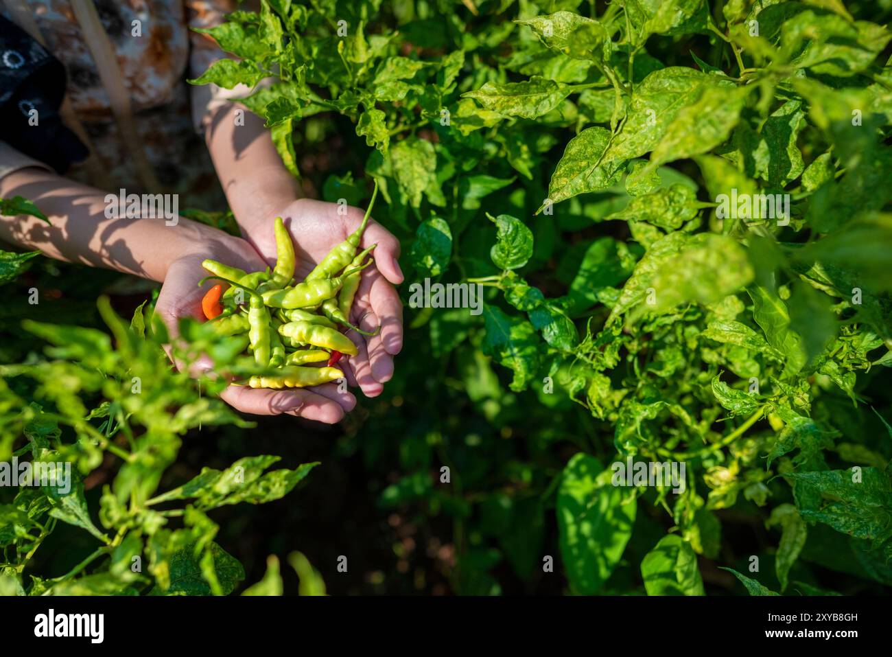 Hand picking ripe pepper from hi-res stock photography and images - Alamy