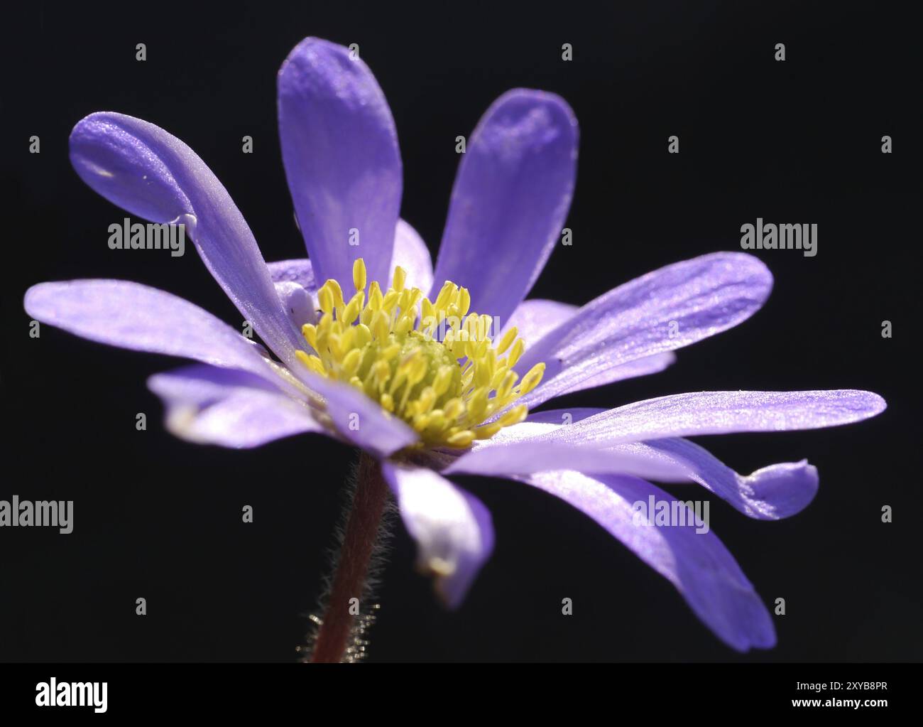 Wood anemone anemone nemorosa and liverwort hepatica nobilis hi-res ...