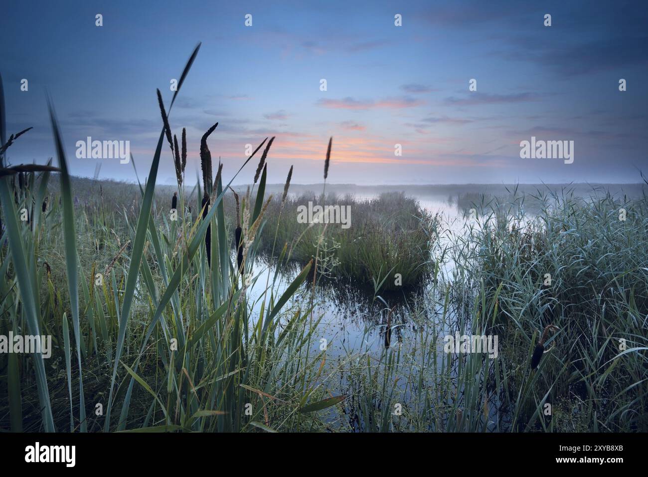 Misty swamp hi-res stock photography and images - Alamy