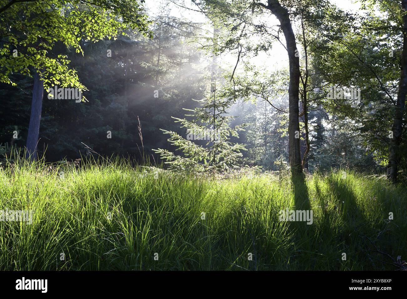 Bright glints hi-res stock photography and images - Alamy