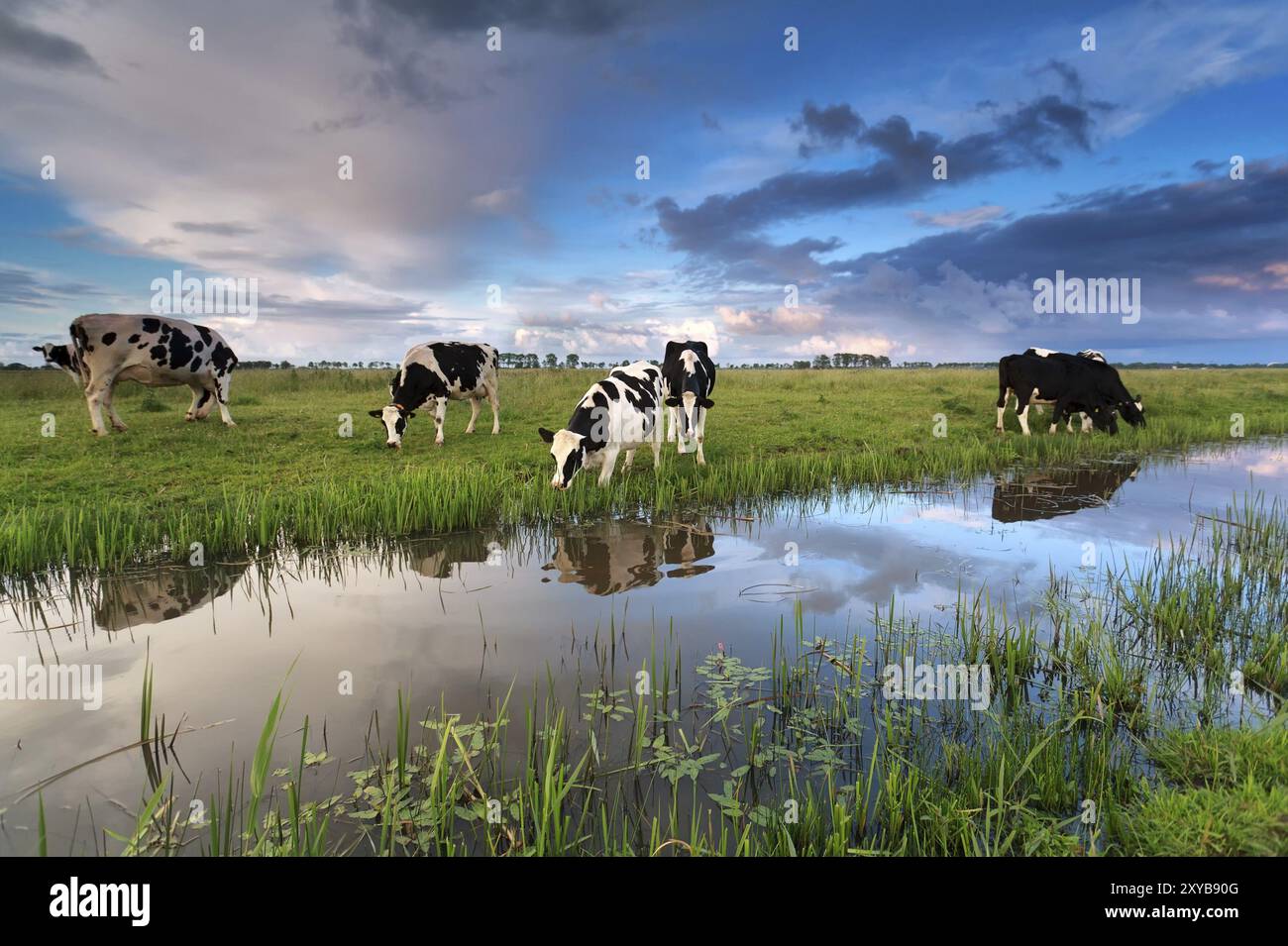 Group cows grazing sunset hi-res stock photography and images - Alamy