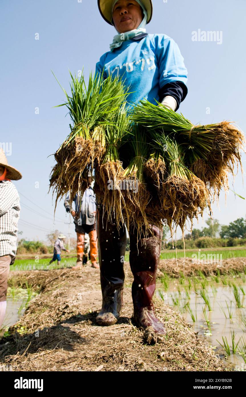 Paddy transplanting hi-res stock photography and images - Alamy