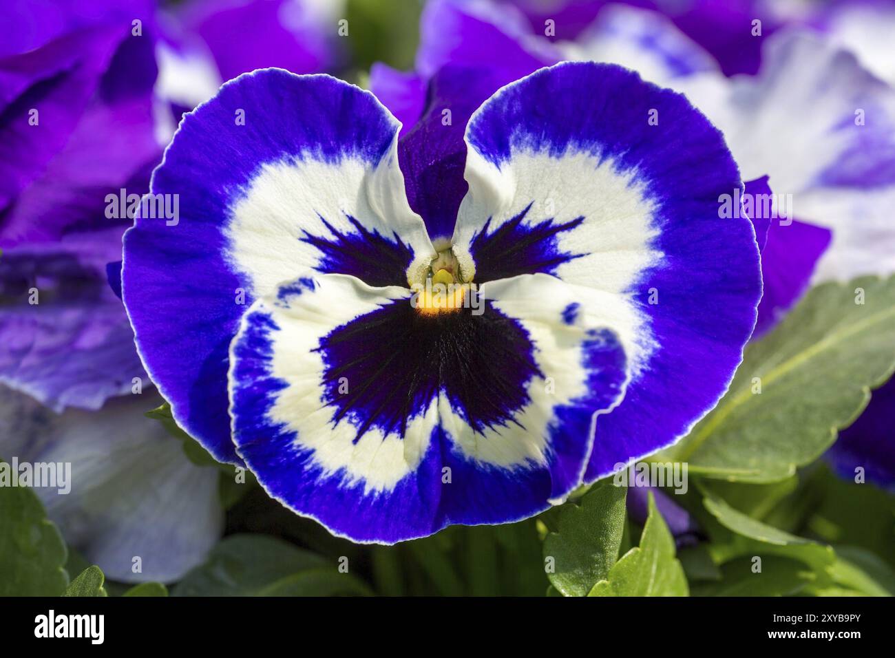 Distinctive blue flower hi-res stock photography and images - Alamy