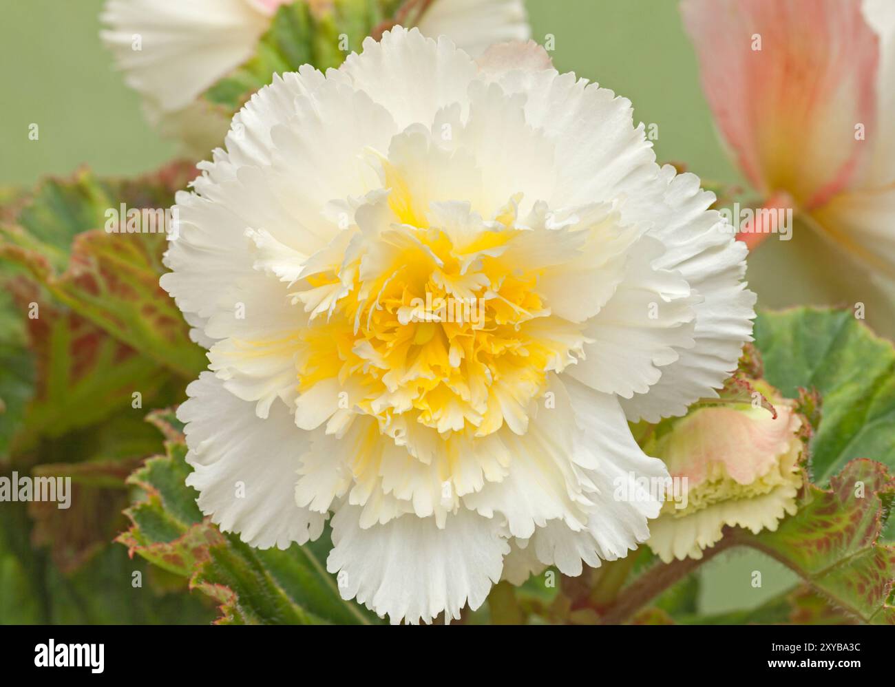 Begonia "Samba", Begonia tuberhybrida Stock Photo - Alamy