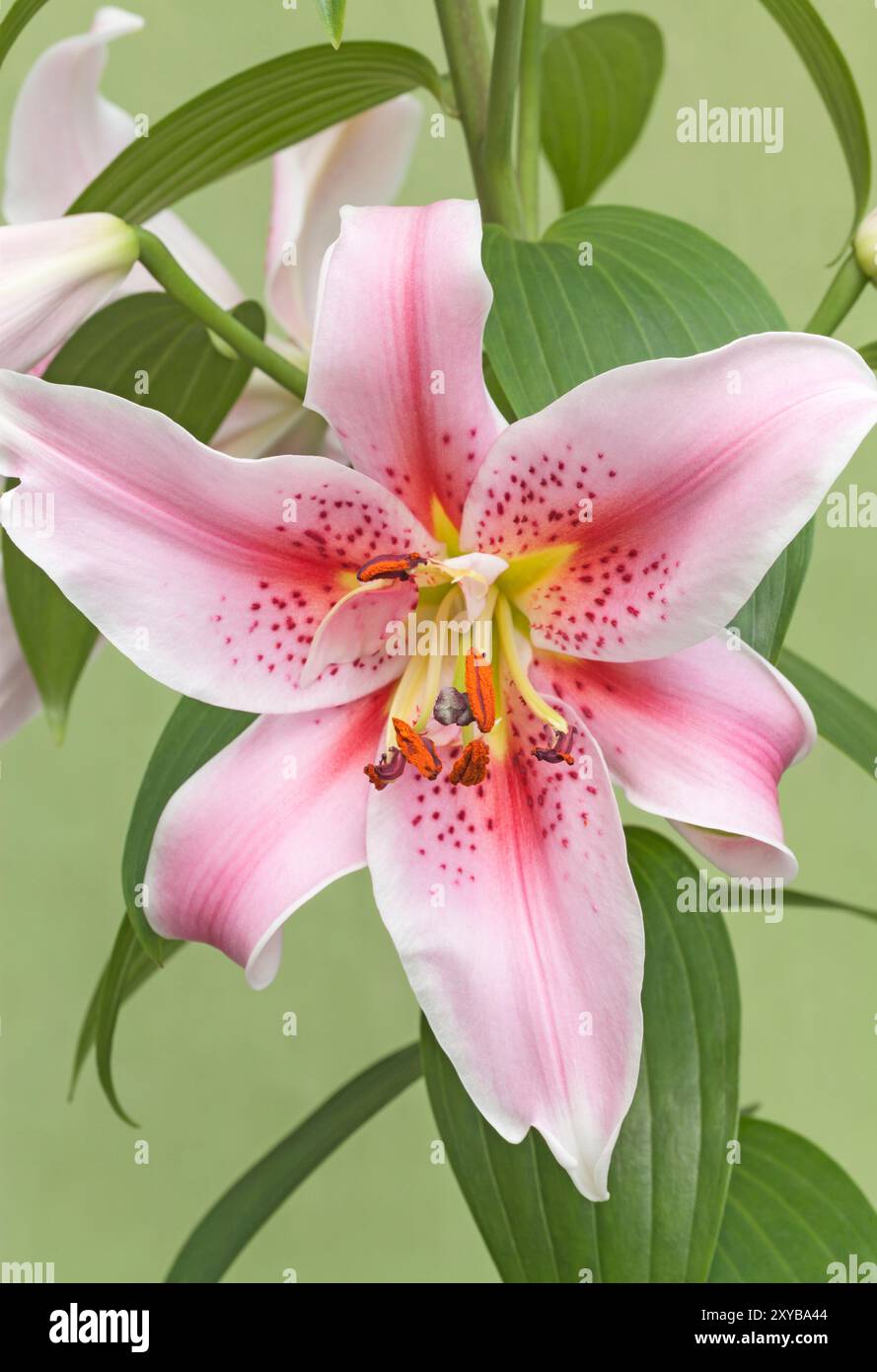 Oriental Lily "Mona Lisa", Lilium Stock Photo - Alamy