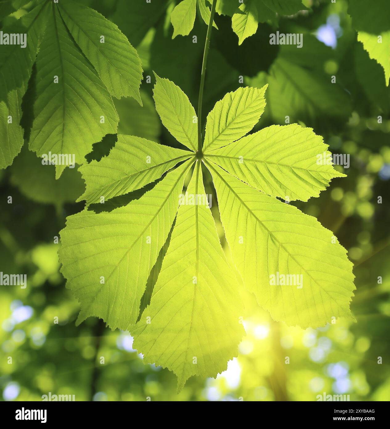 Chestnut leaf glowing in hi-res stock photography and images - Alamy