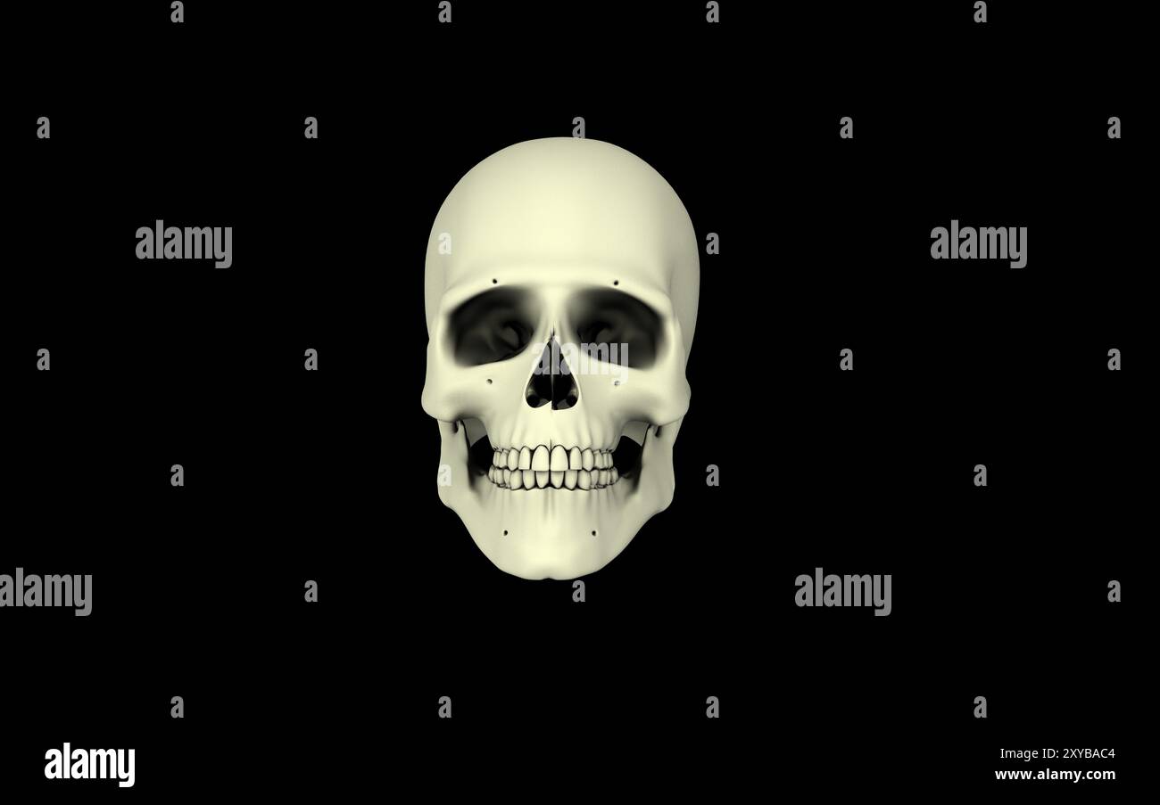 Skull sections hi-res stock photography and images - Alamy