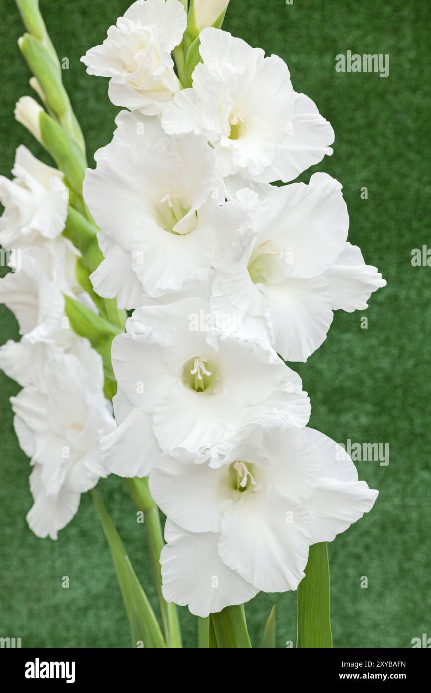 Large white lily hi-res stock photography and images - Alamy