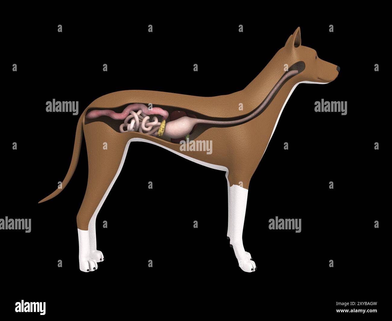 Side view the small intestine and the large intestine hi-res stock ...