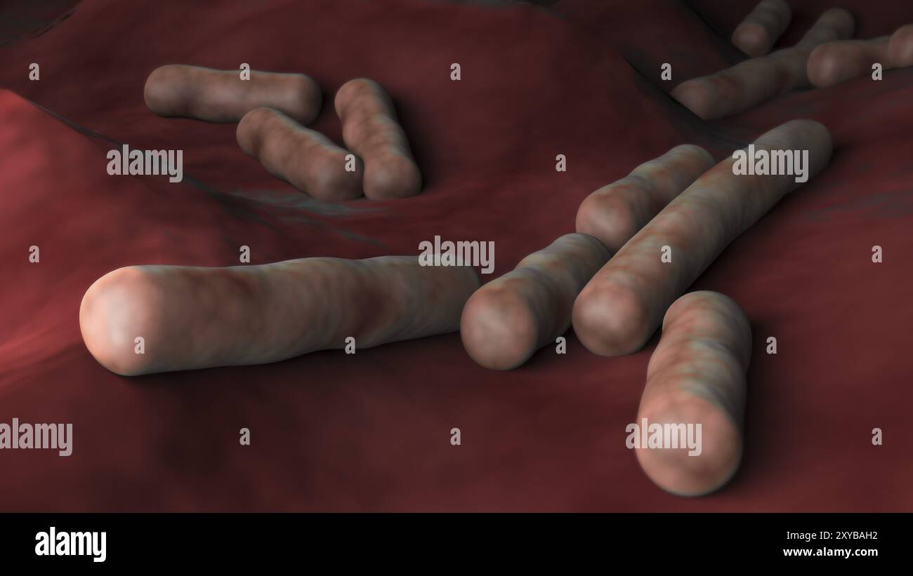 Clostridium perfringens bacteria hi-res stock photography and images ...