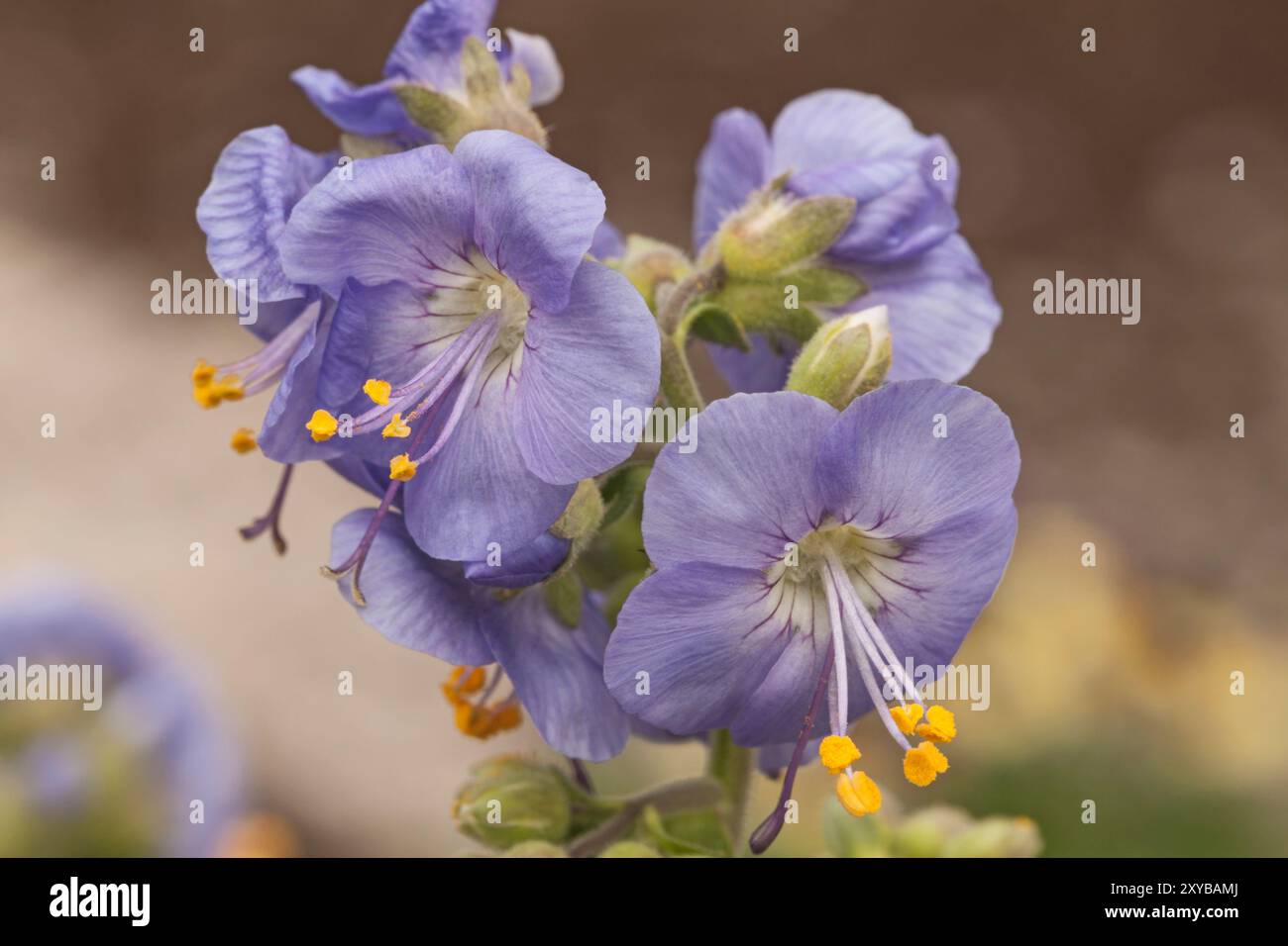 Polemonium "Blue Pearl", Jacob's Ladder Stock Photo - Alamy