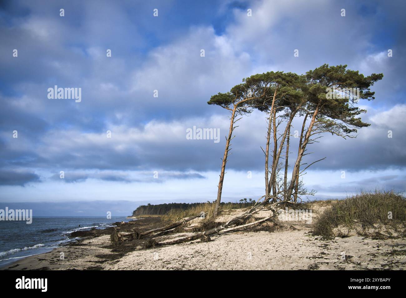 West beach on the Baltic Sea. From the wind, leaning pine trees at the ...
