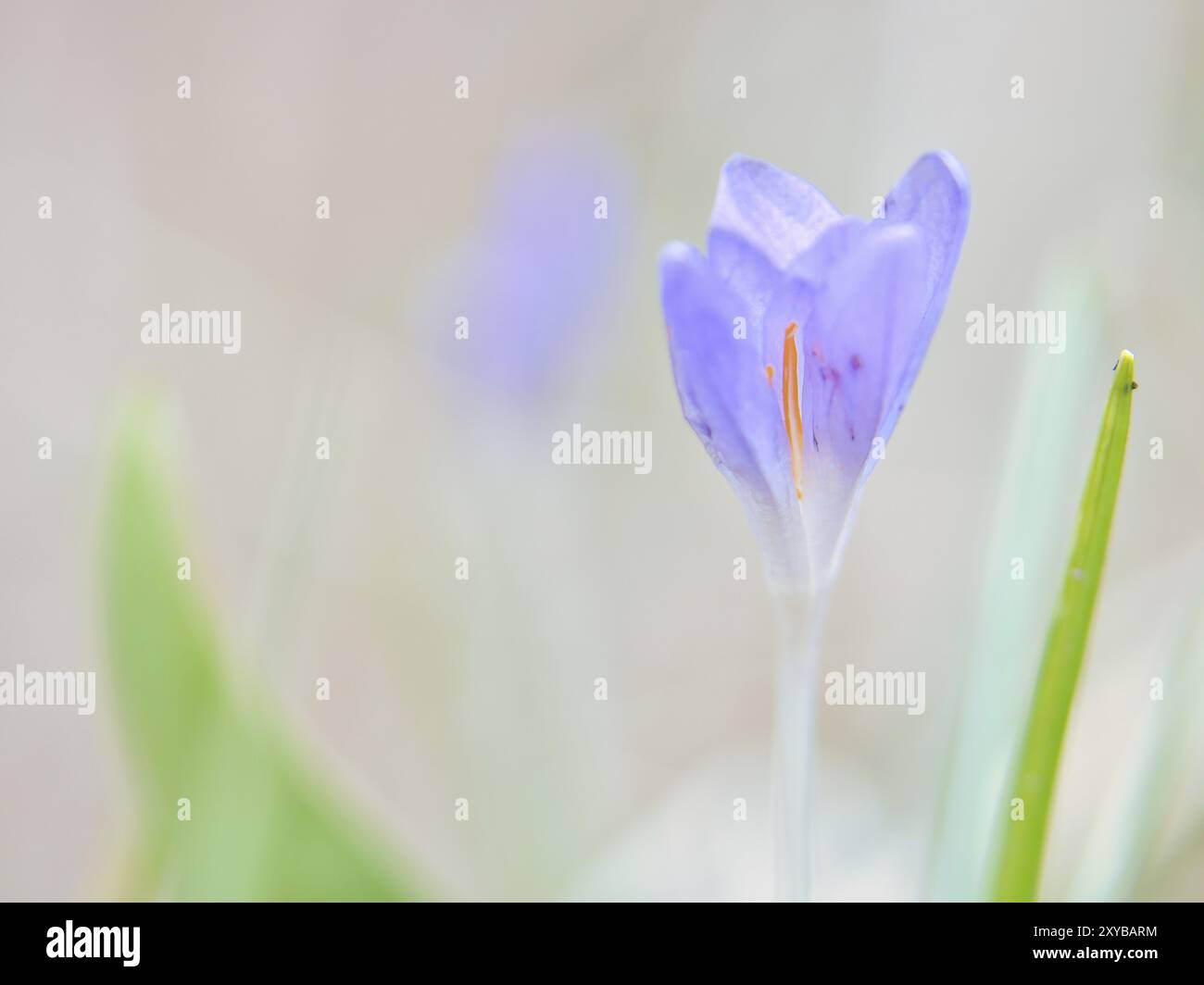 Individual plants depicted hi-res stock photography and images - Alamy