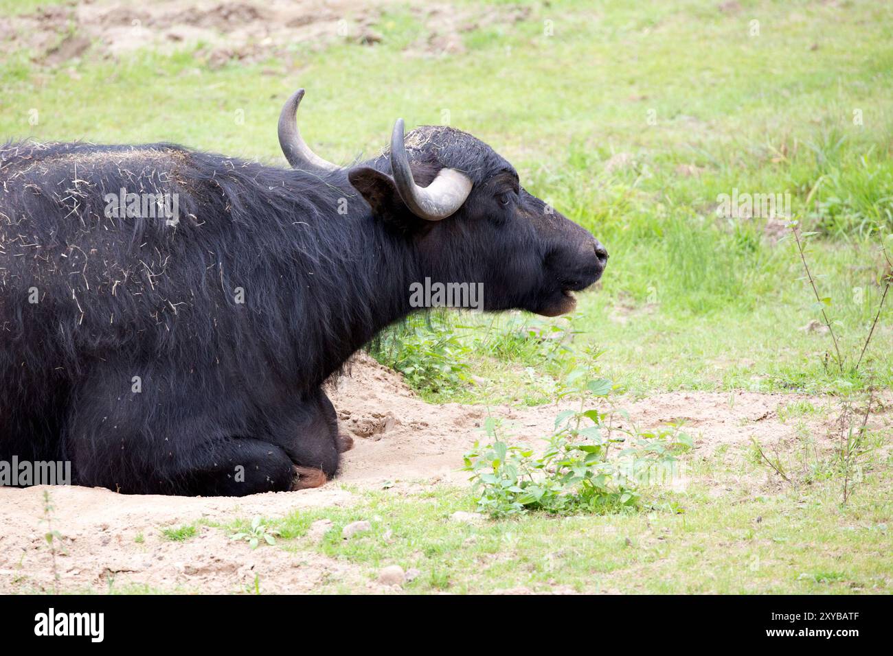 Resting water buffalo hi-res stock photography and images - Alamy