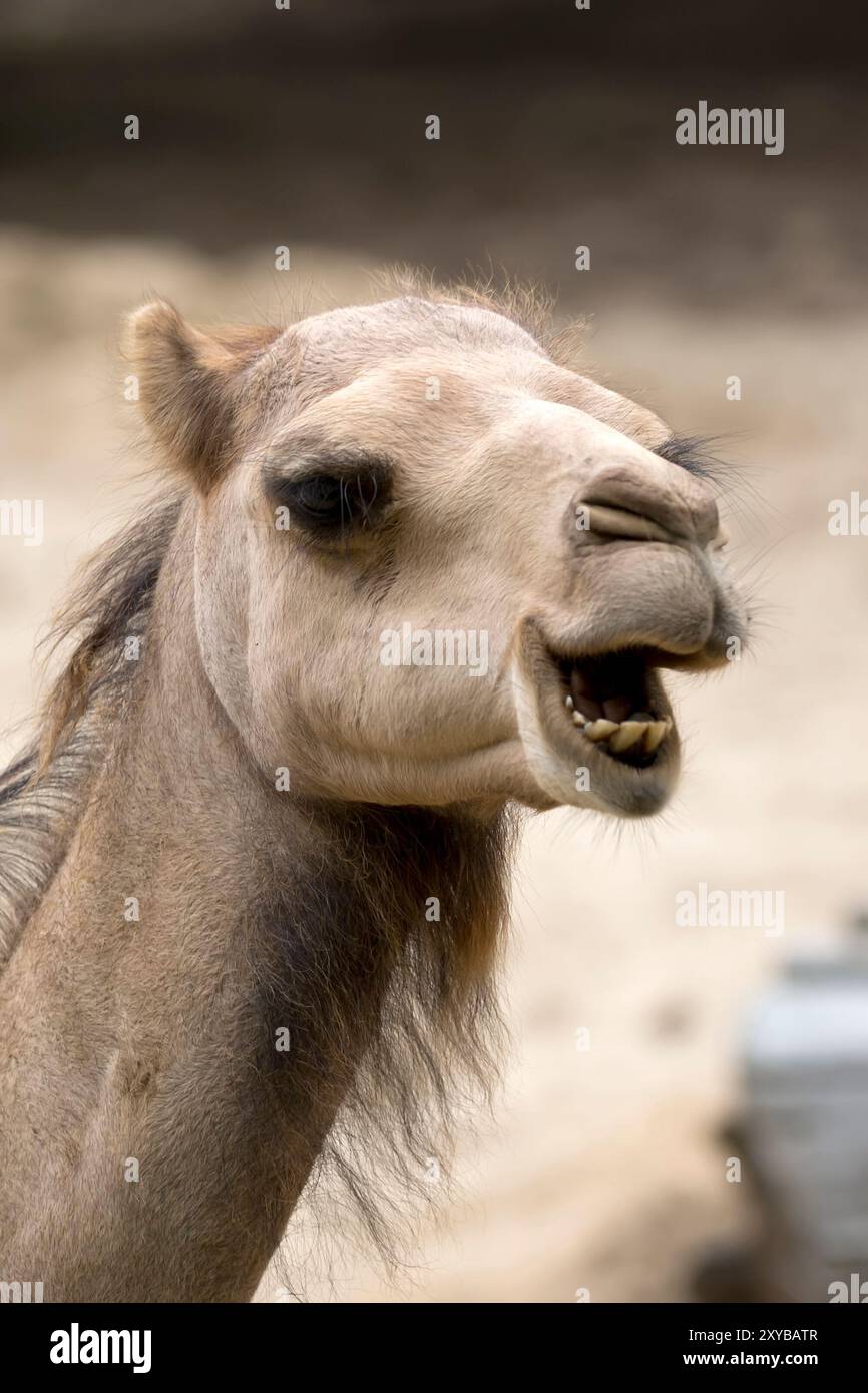 Camel a close up portrait Stock Photo - Alamy