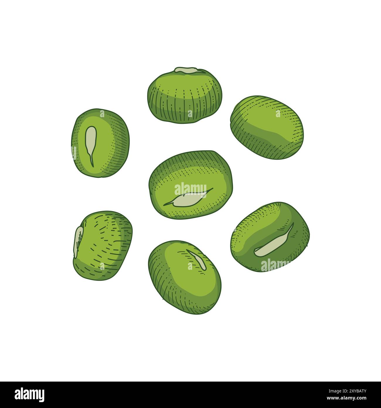 Vintage Retro Engraving Sketch Hand Drawn Mung Bean Seed for Farm ...