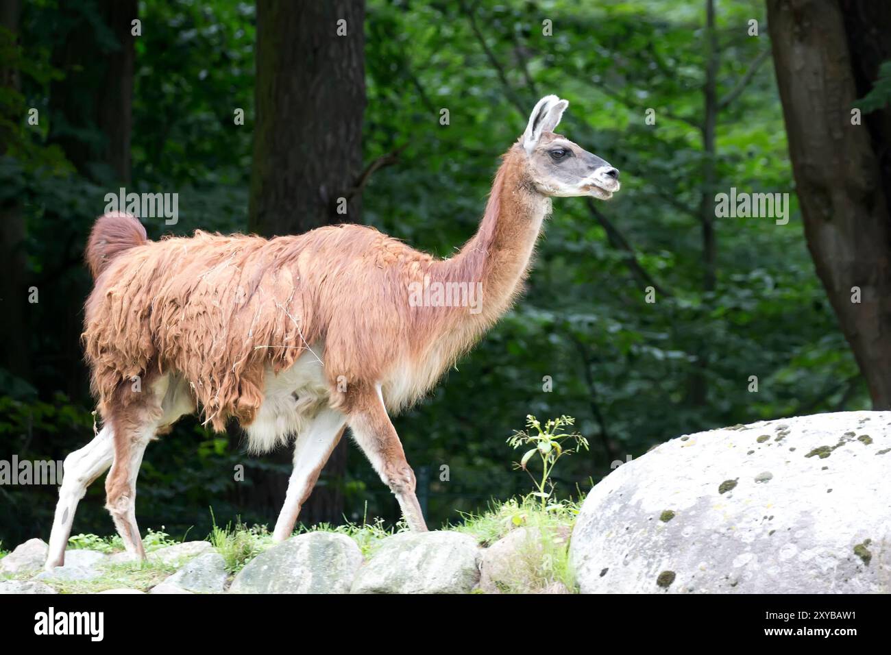 Animal on a hill hi-res stock photography and images - Alamy
