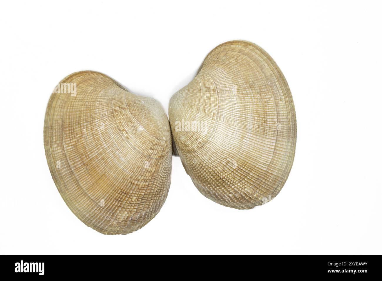 Shells on limestone hi-res stock photography and images - Alamy