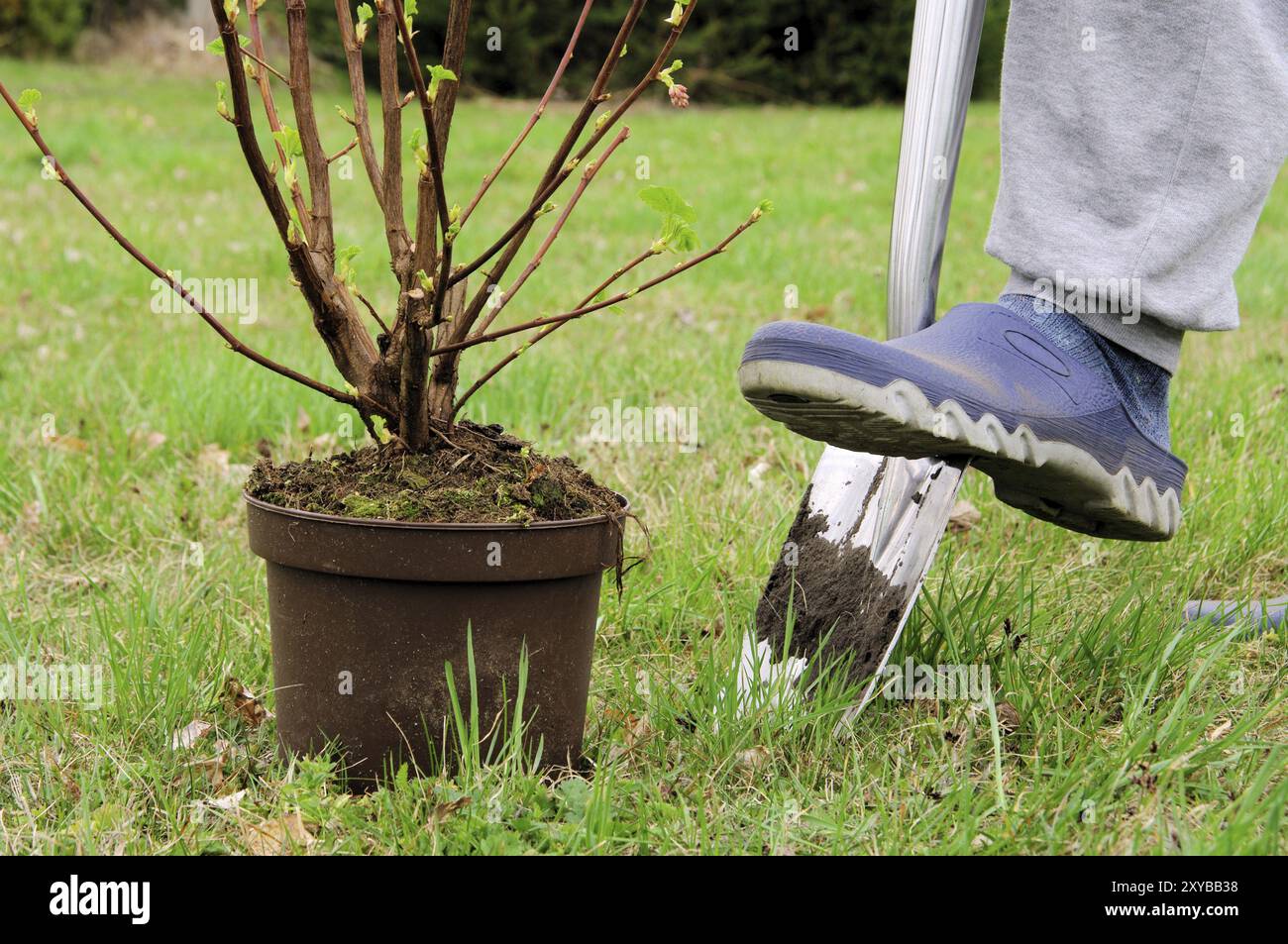 Planting a shrub, planting a shrub Stock Photo - Alamy