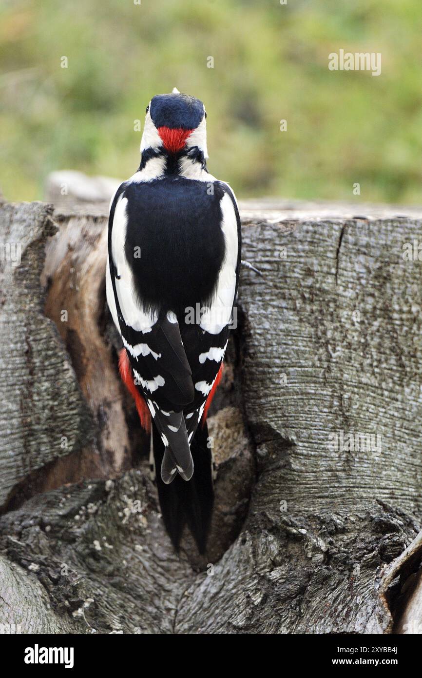 Dendrocopus major, (Picoides major Stock Photo - Alamy