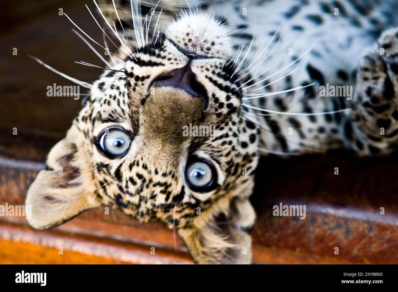 Panthera pardus delacouri of southeast asia hi-res stock photography ...
