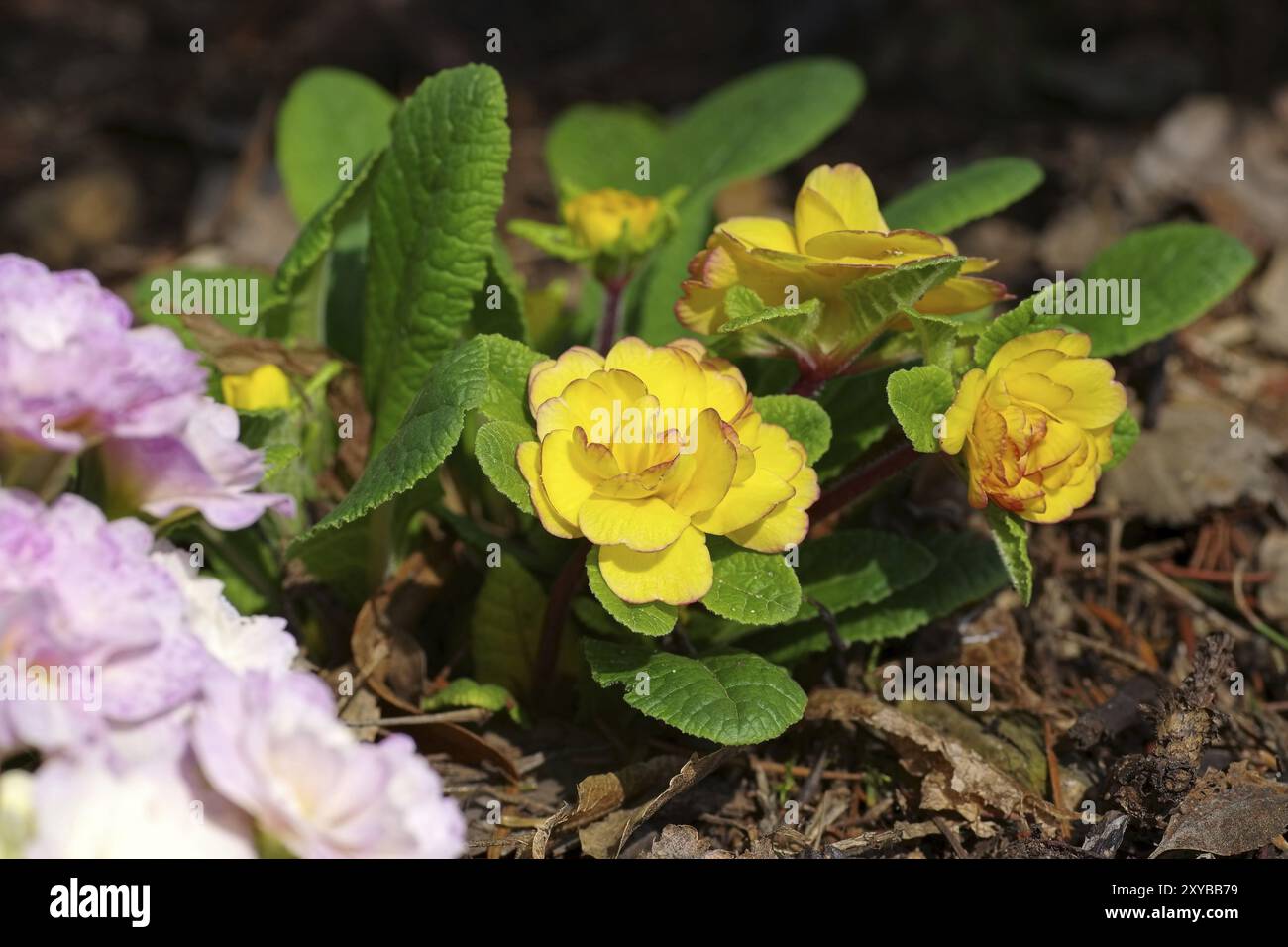 Rosy primrose hi-res stock photography and images - Alamy