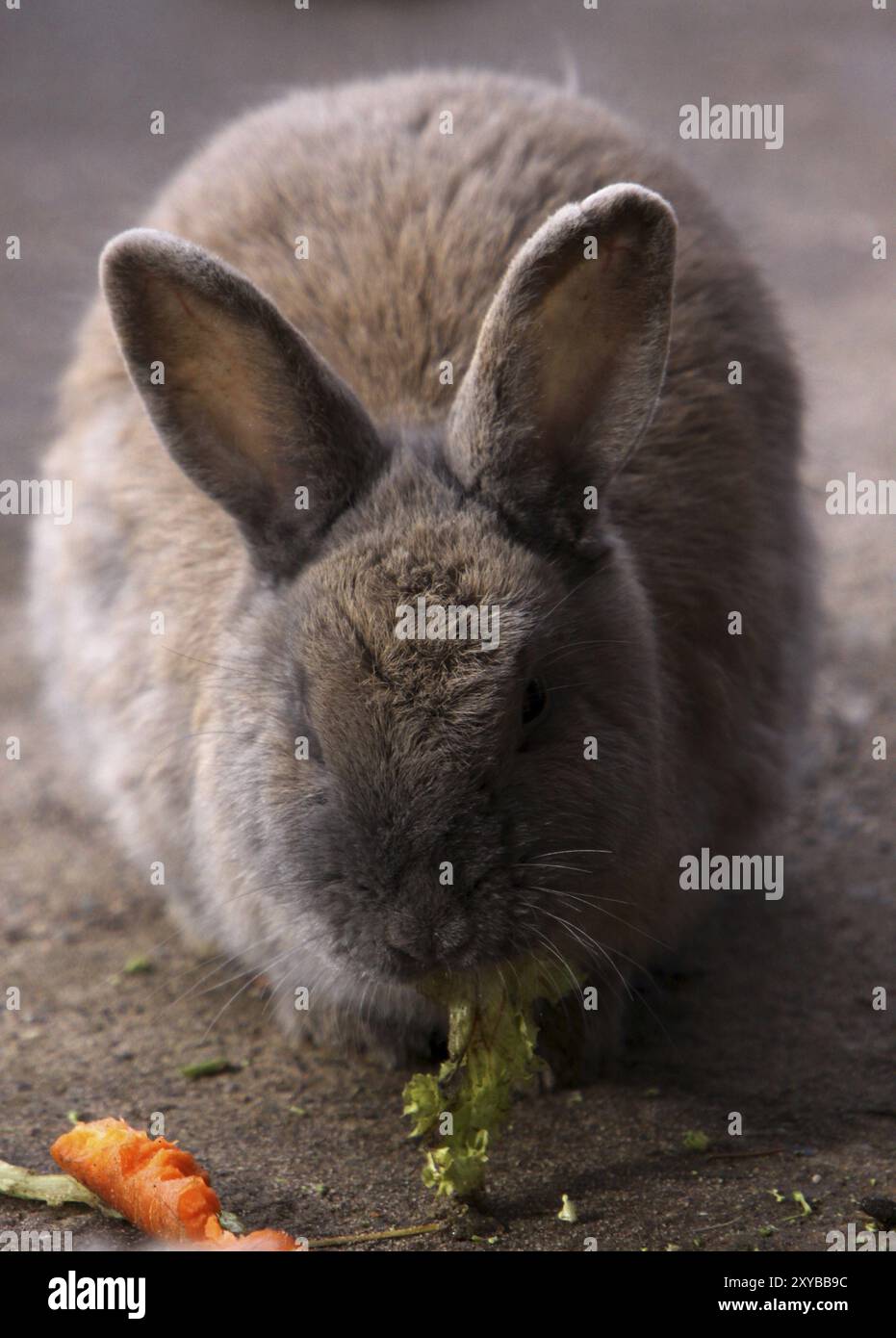 Cuddly rabbit childs toy hi-res stock photography and images - Alamy