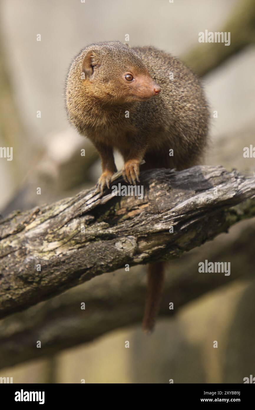 Southern dwarf mongoose mongooses hi-res stock photography and images - Alamy