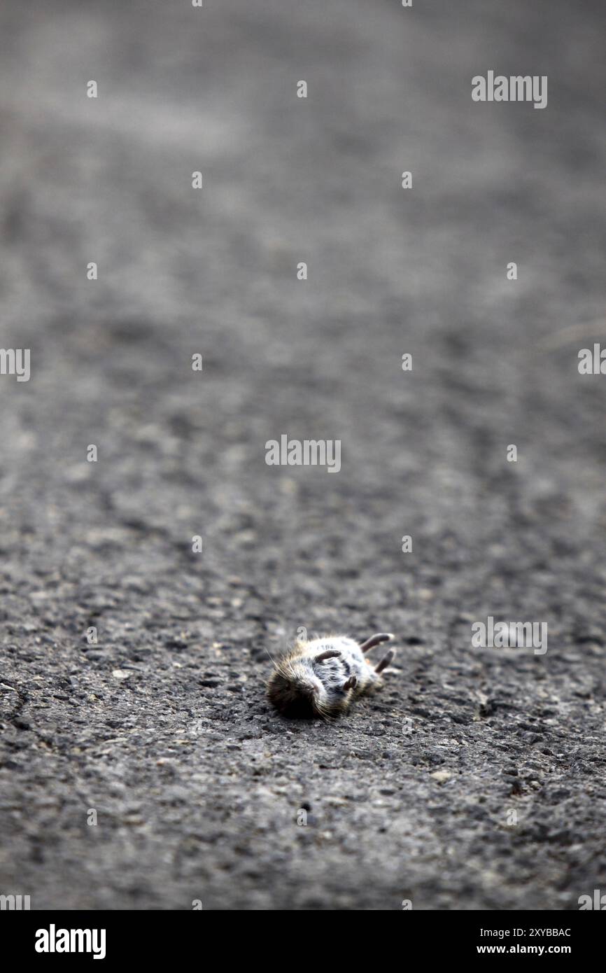 Dead mouse on a path Stock Photo - Alamy