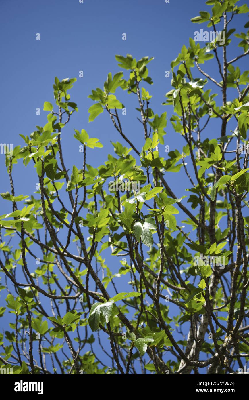 Feigenbaum hi-res stock photography and images - Alamy