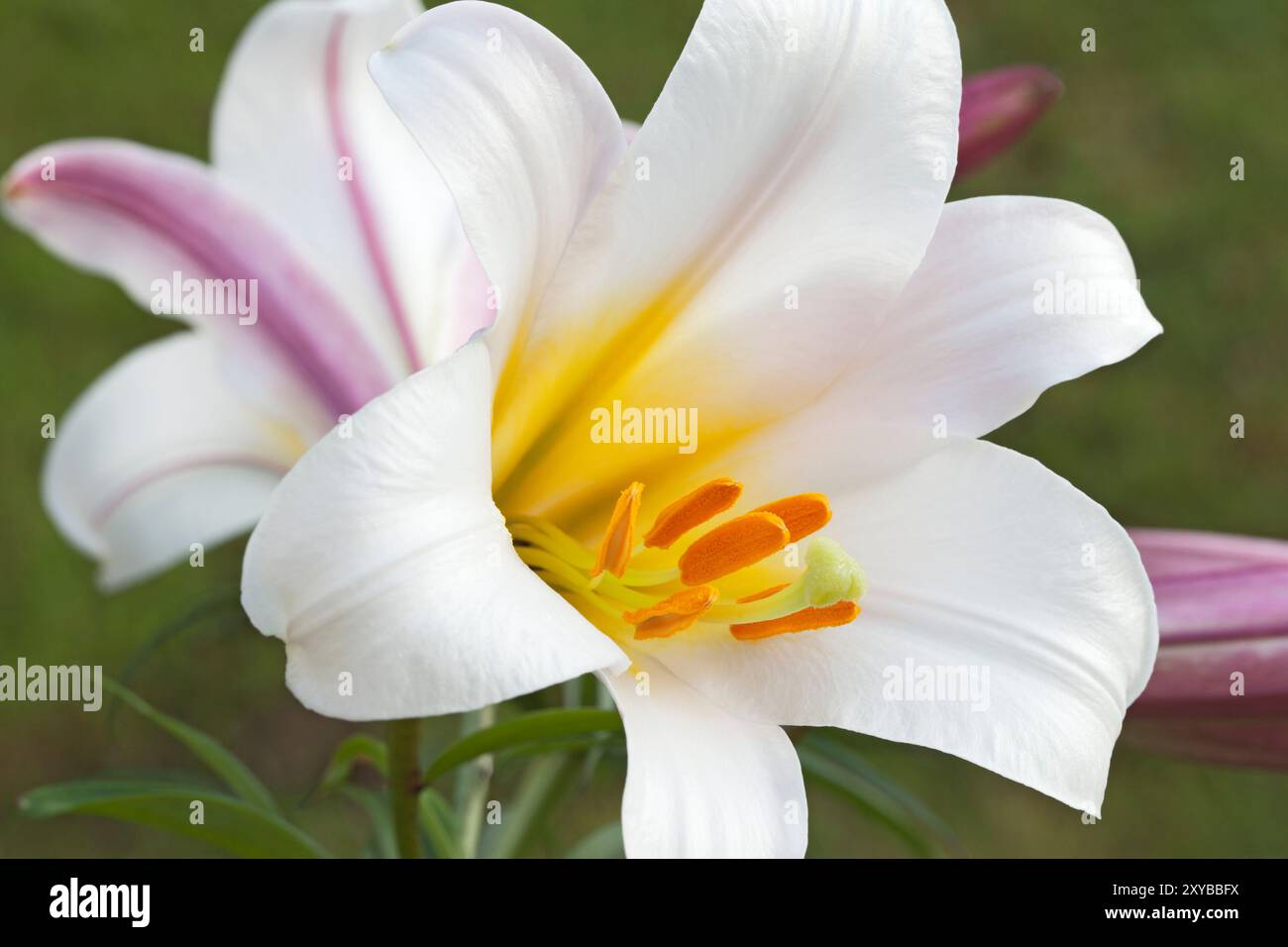 Regal lily flowers hi-res stock photography and images - Alamy