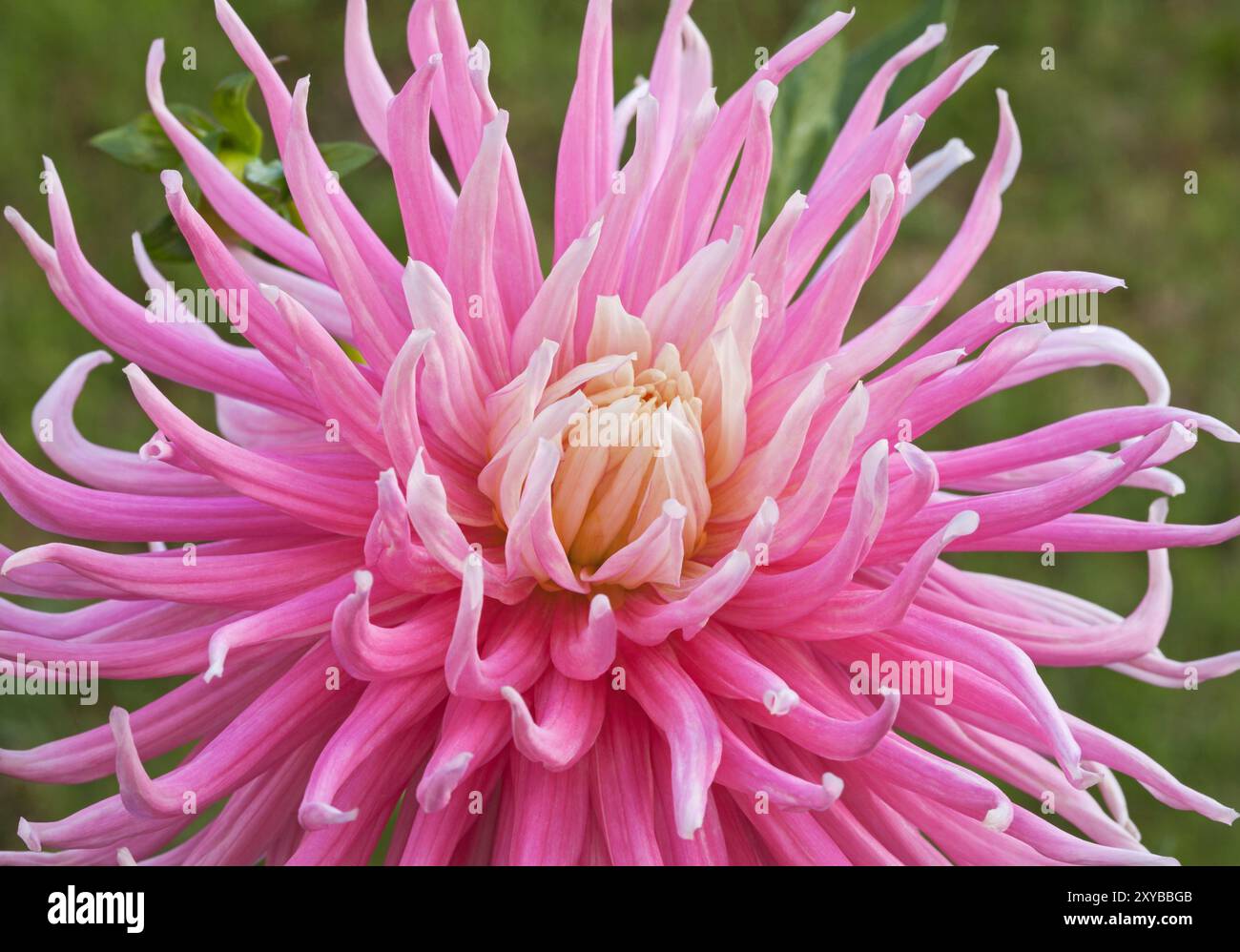 Favourite border plant hi-res stock photography and images - Alamy
