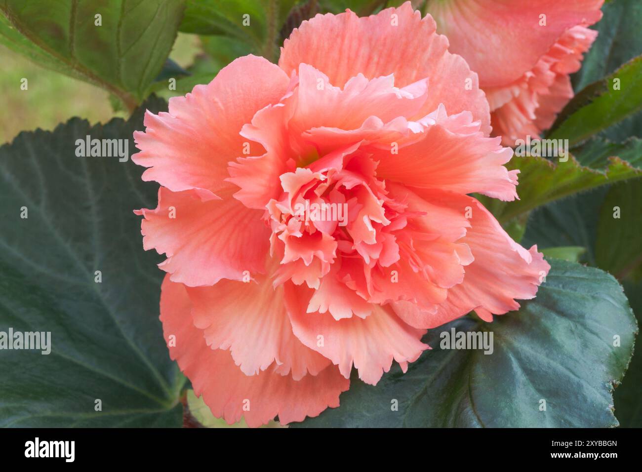 Begonia "Samba", Begonia tuberhybrida Stock Photo - Alamy