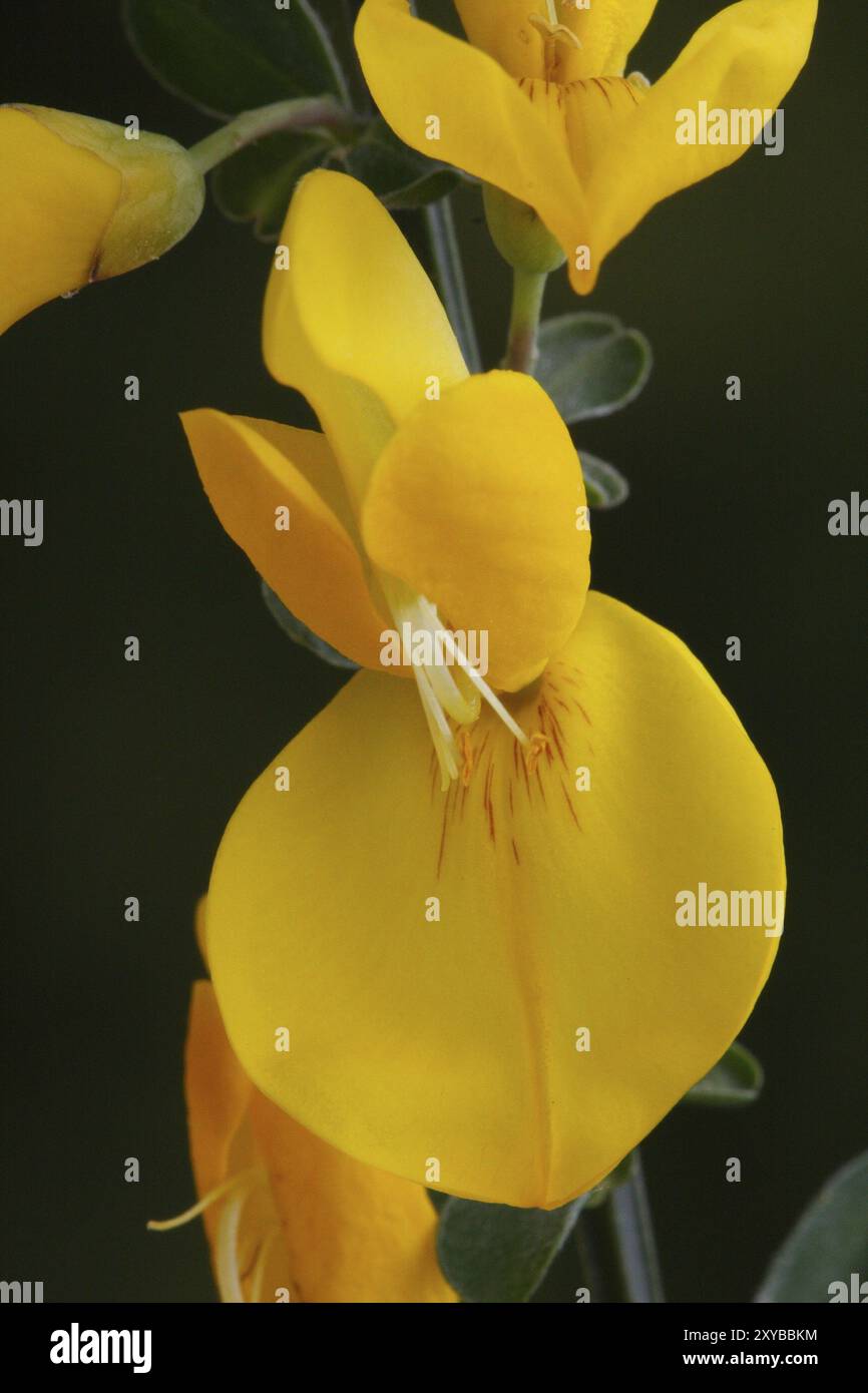 Broom flower hi-res stock photography and images - Alamy