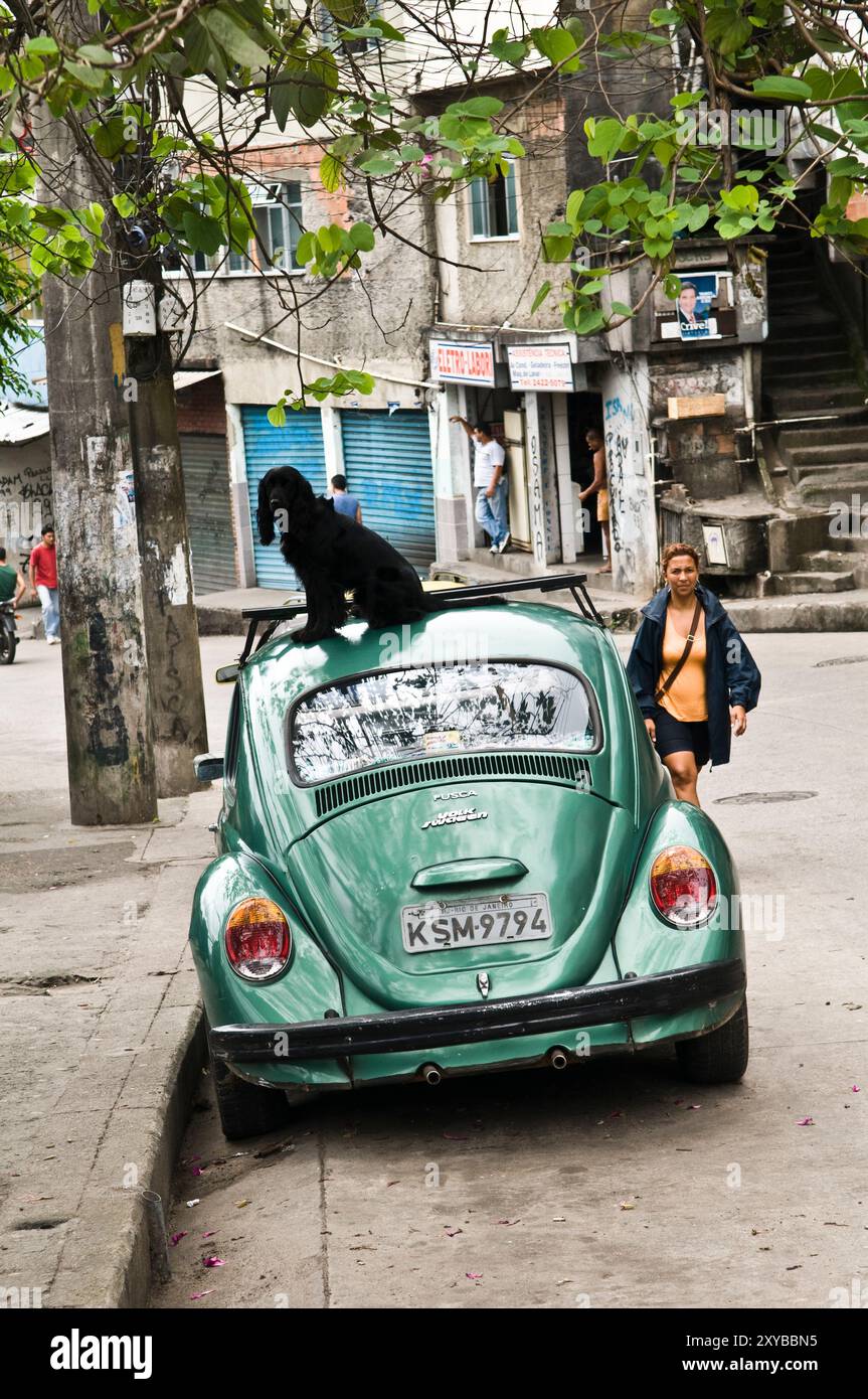 A cute dog sitting on a Volkswagen Beetle at the Rocinha favela in Rio ...