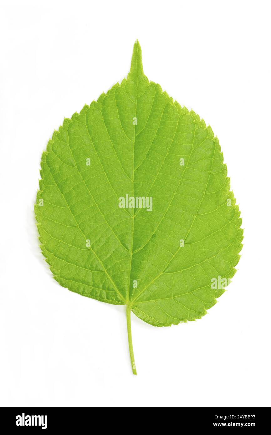 Hazelnut leave hi-res stock photography and images - Alamy