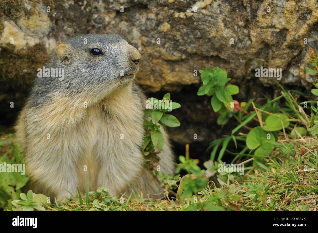 Marmot screens the environment in front of leaving his building .Marmot ...