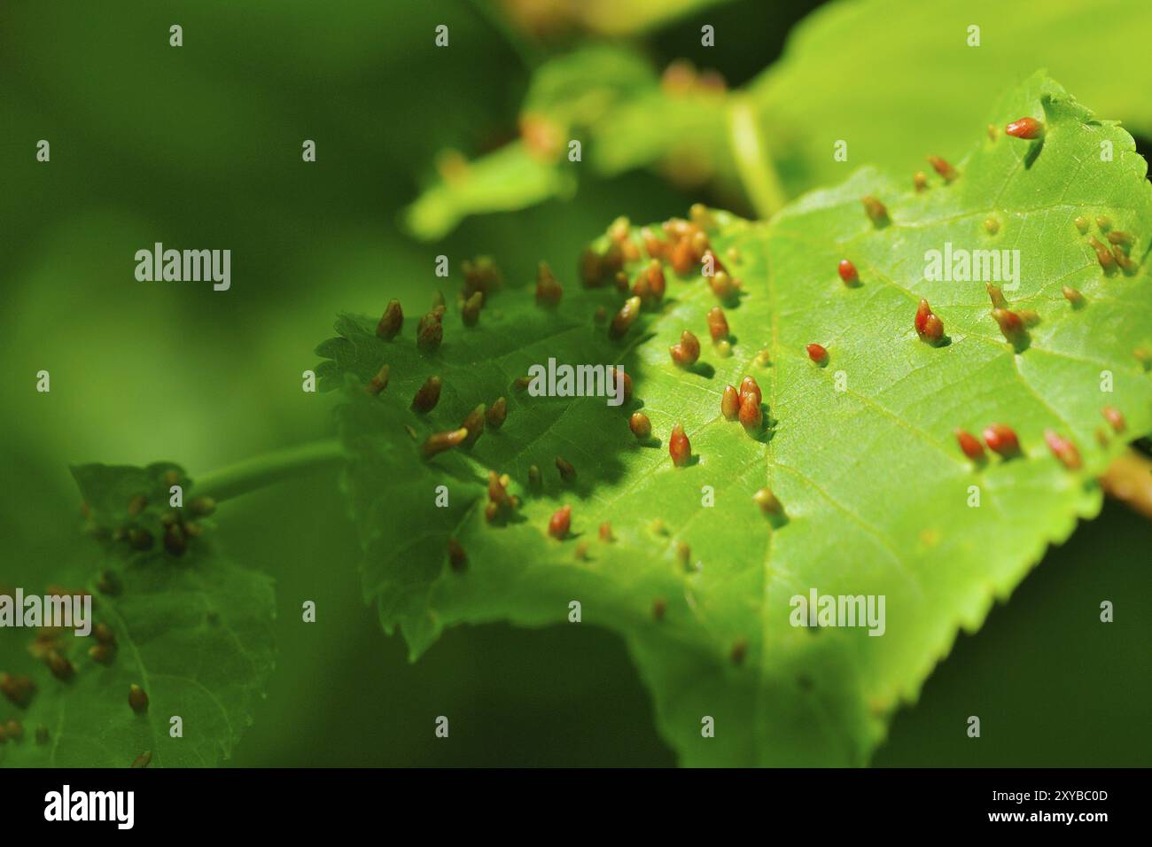 Maple leaf with red galls from gall midges or mites. Plant galls, gall ...