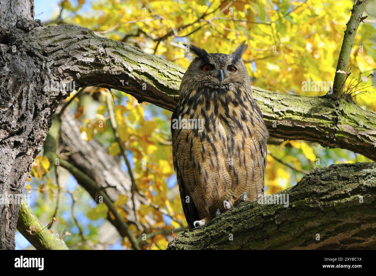 Eurasian Eagle-Owl observing his surroundings. Bubo bubo, eagle owl on ...