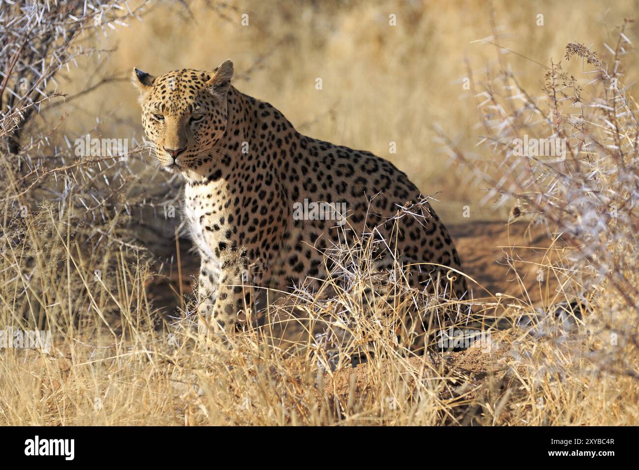 Cheetah in the African bush in Namibia Stock Photo - Alamy