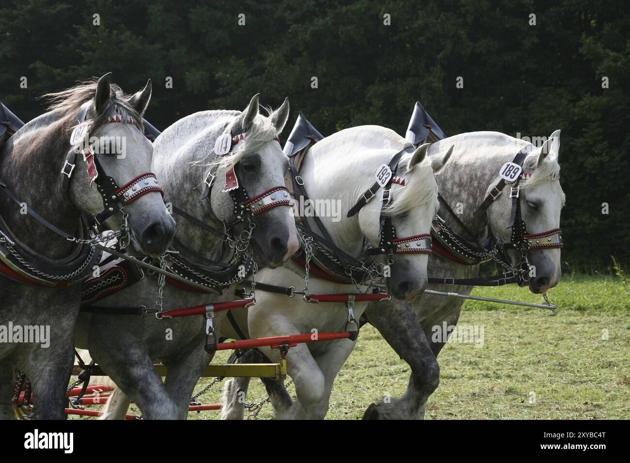 Four in hand carriages hi-res stock photography and images - Alamy