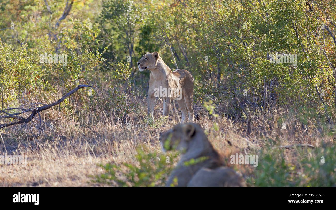 Lioness on the hunt Stock Photo - Alamy