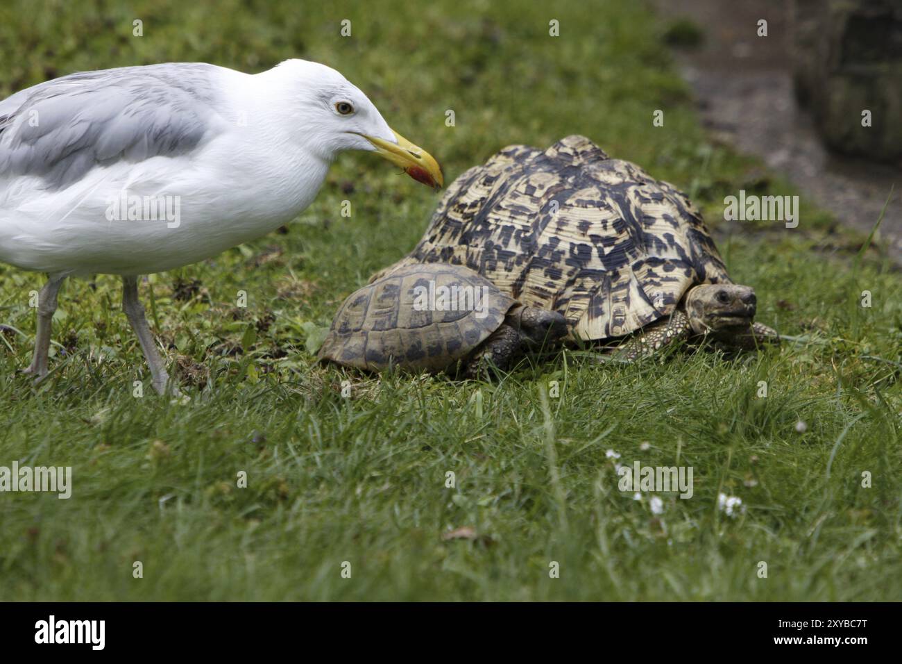 Turtle inspection hi-res stock photography and images - Alamy