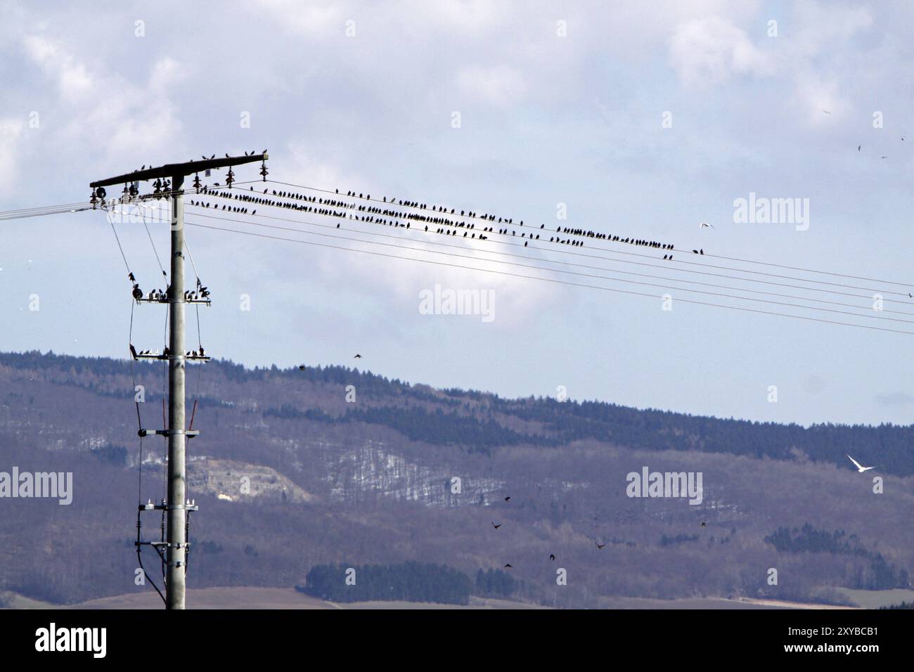 Electric towers with many power lines hi-res stock photography and ...